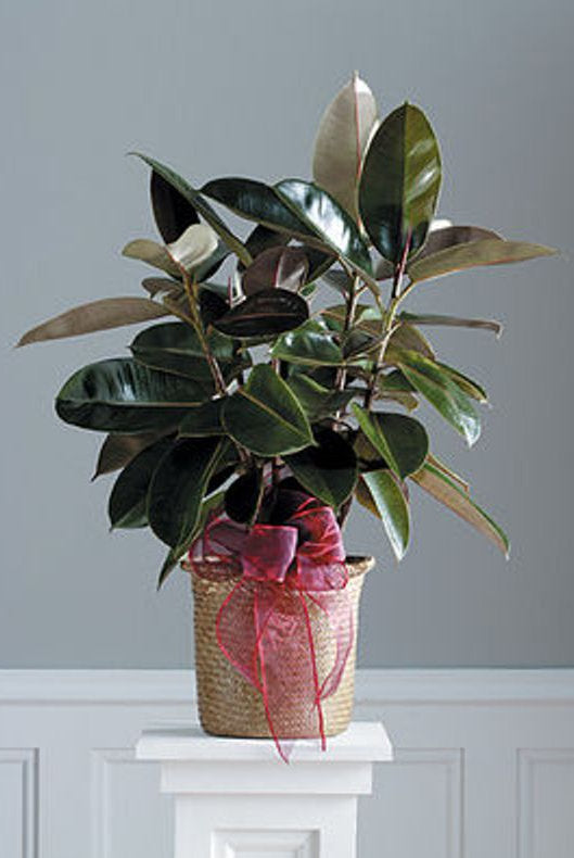 Ficus Decora – A Touch of Heaven Floral Designs
